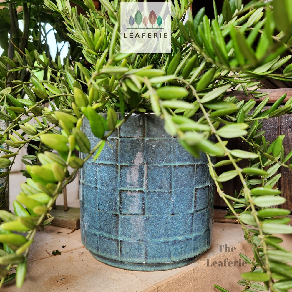 Lazarina Pot The Leaferie